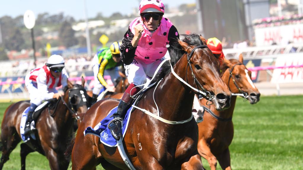 An Introduction to Flying Artie | A Young Bay Colt